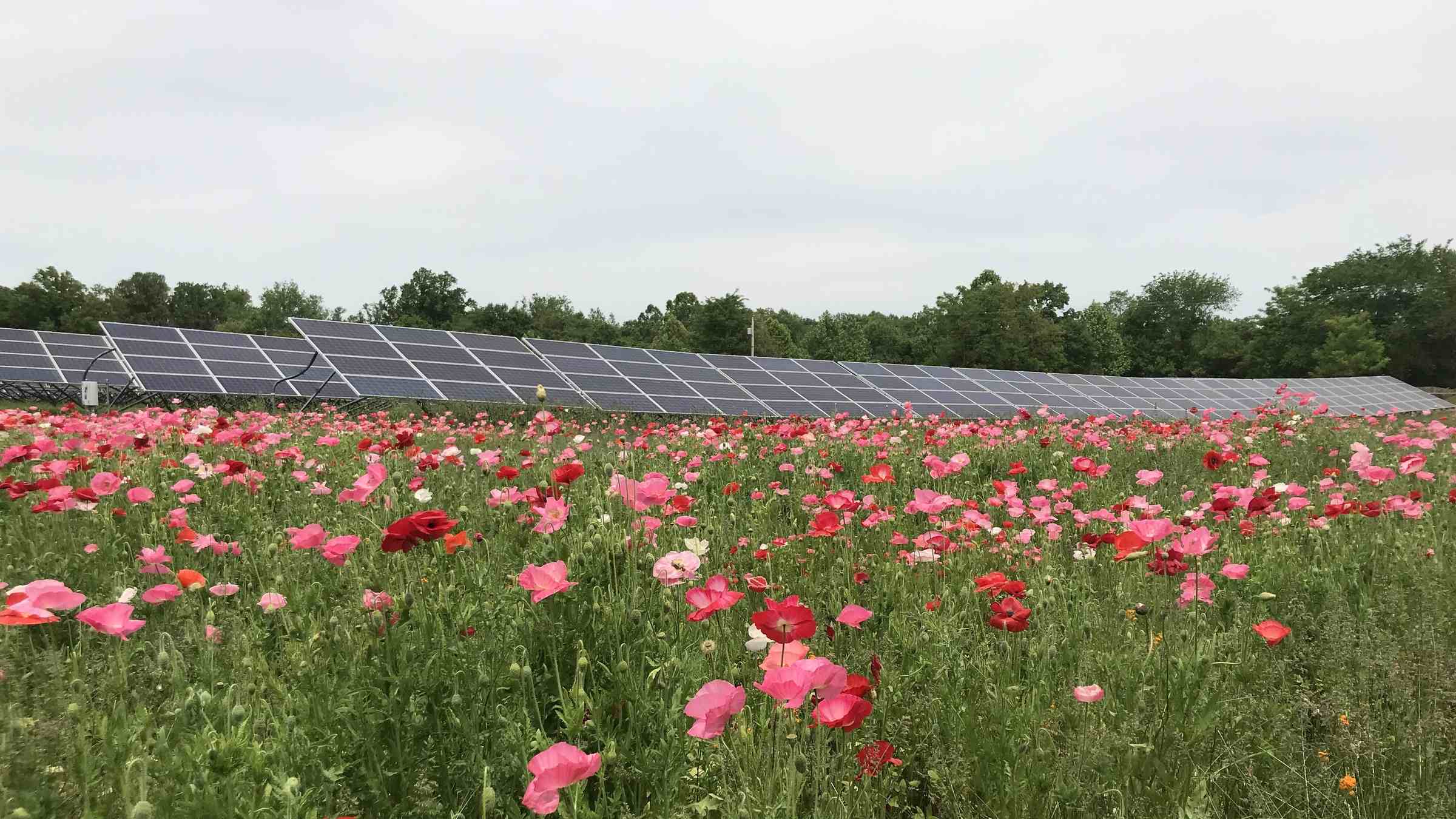 Community solar in Pennsylvania - Solar United Neighbors
