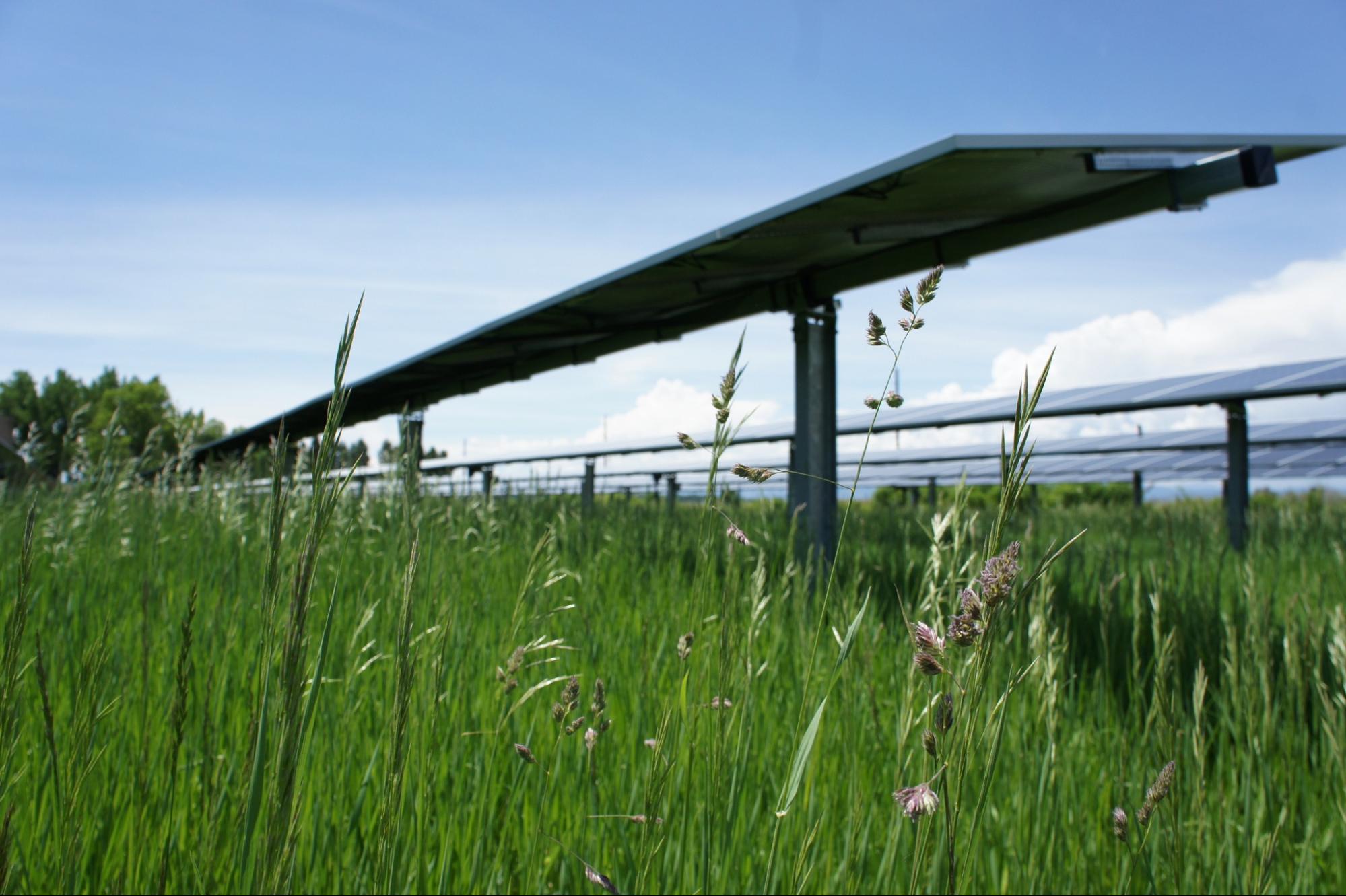 Soil health under solar panels - Solar United Neighbors